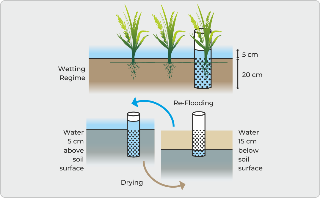 About GRA – The Good Rice Alliance